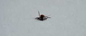 Ticks in Alberta and Canada - All you need to know about ticks and Lyme ...