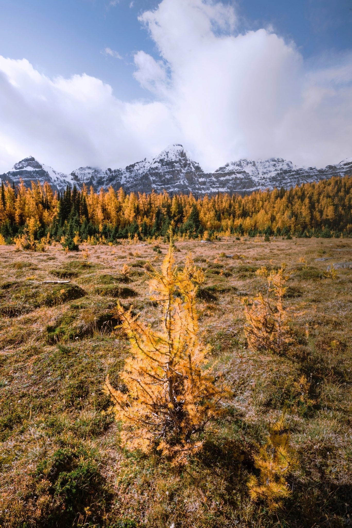 Larch Valley Trail Hike: Everything You Need to Know for 2023