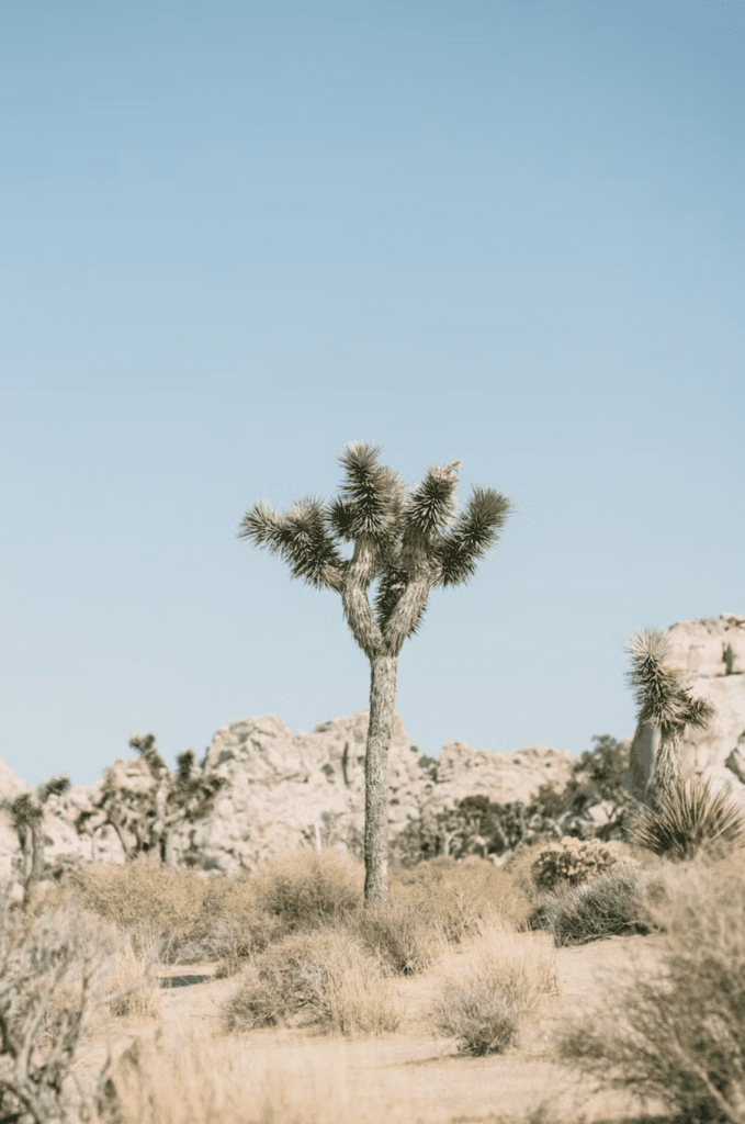 Joshua Tree National Park in November: Complete Guide